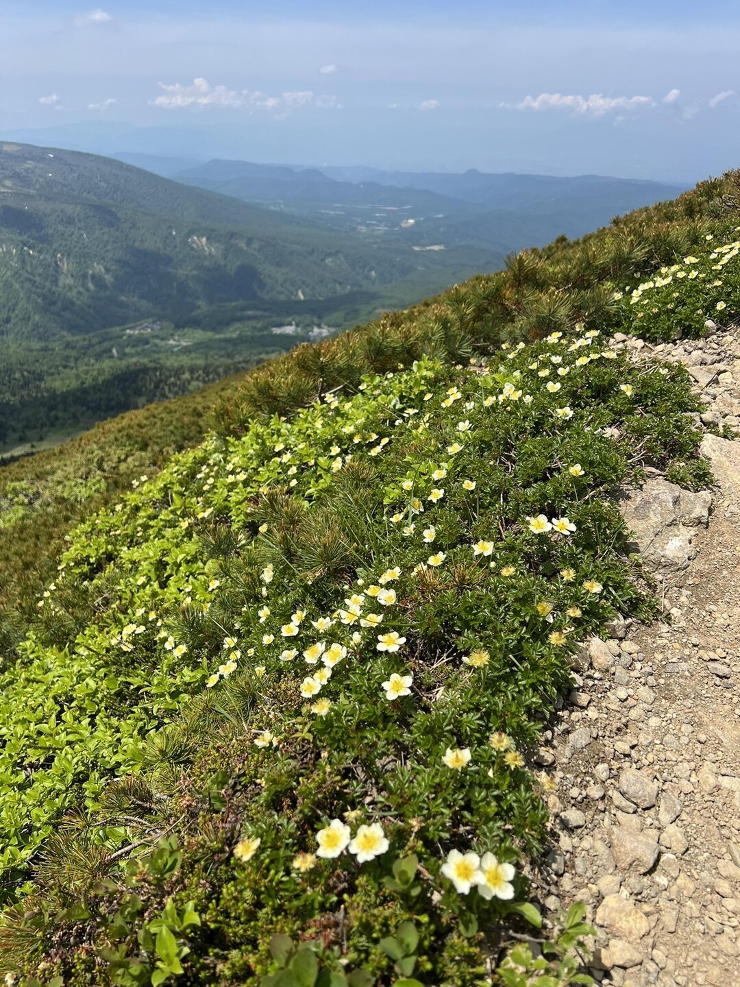 八甲田 チングルマを愛でる / Fisherマンさんの八甲田山・高田大岳・雛岳の活動日記 | YAMAP / ヤマップ