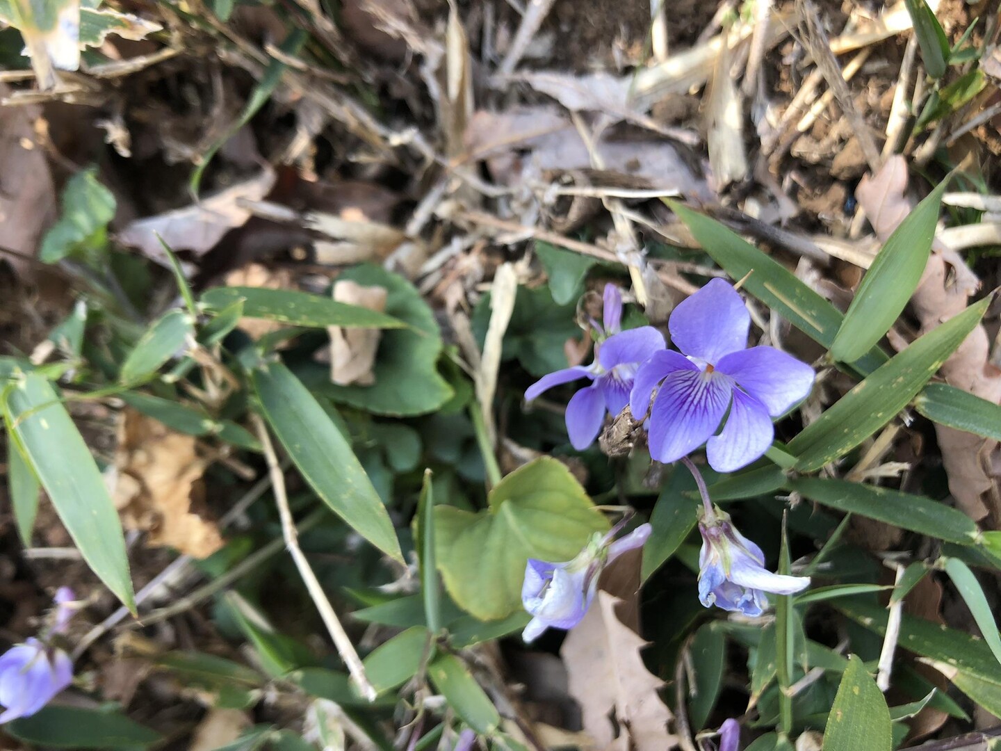 日和田山 / mikaさんの登山の活動データ | YAMAP / ヤマップ