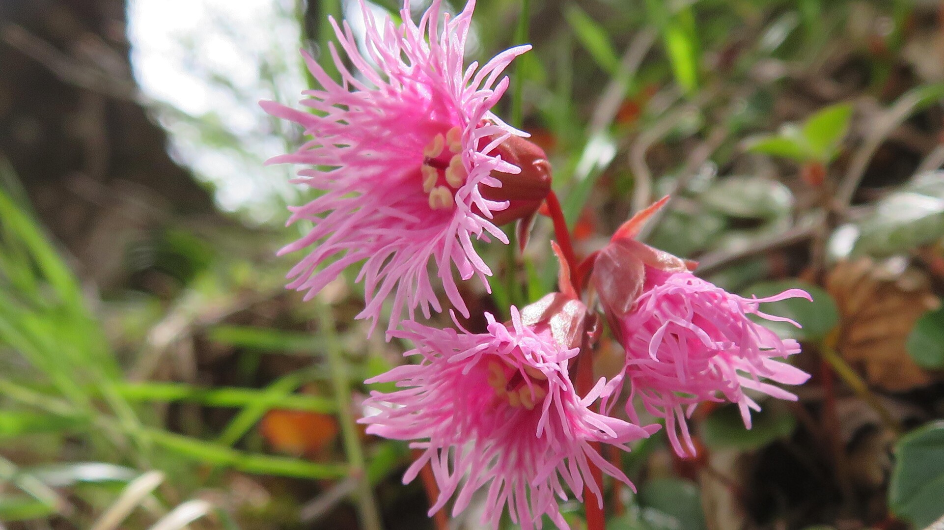 今年は裏年？越前岳 / MARCOさんの愛鷹山・大岳・黒岳の活動データ | YAMAP / ヤマップ