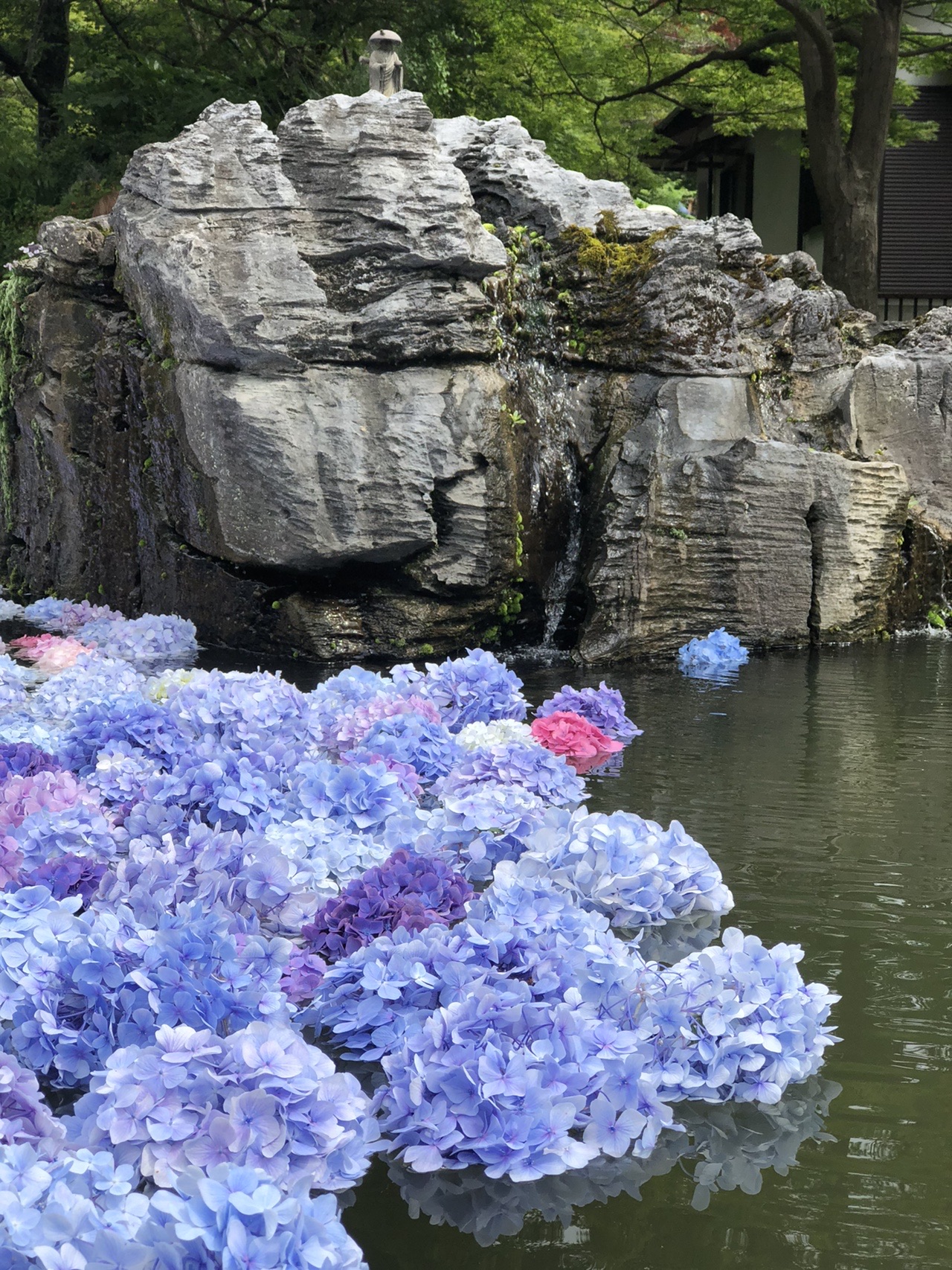 妙見山 初谷渓谷〜大堂越コース おまけは久安寺で紫陽花💠満喫PLAN / はーちゃん☺︎さんの能勢妙見山・歌垣山・天台山の活動日記 | YAMAP / ヤマップ