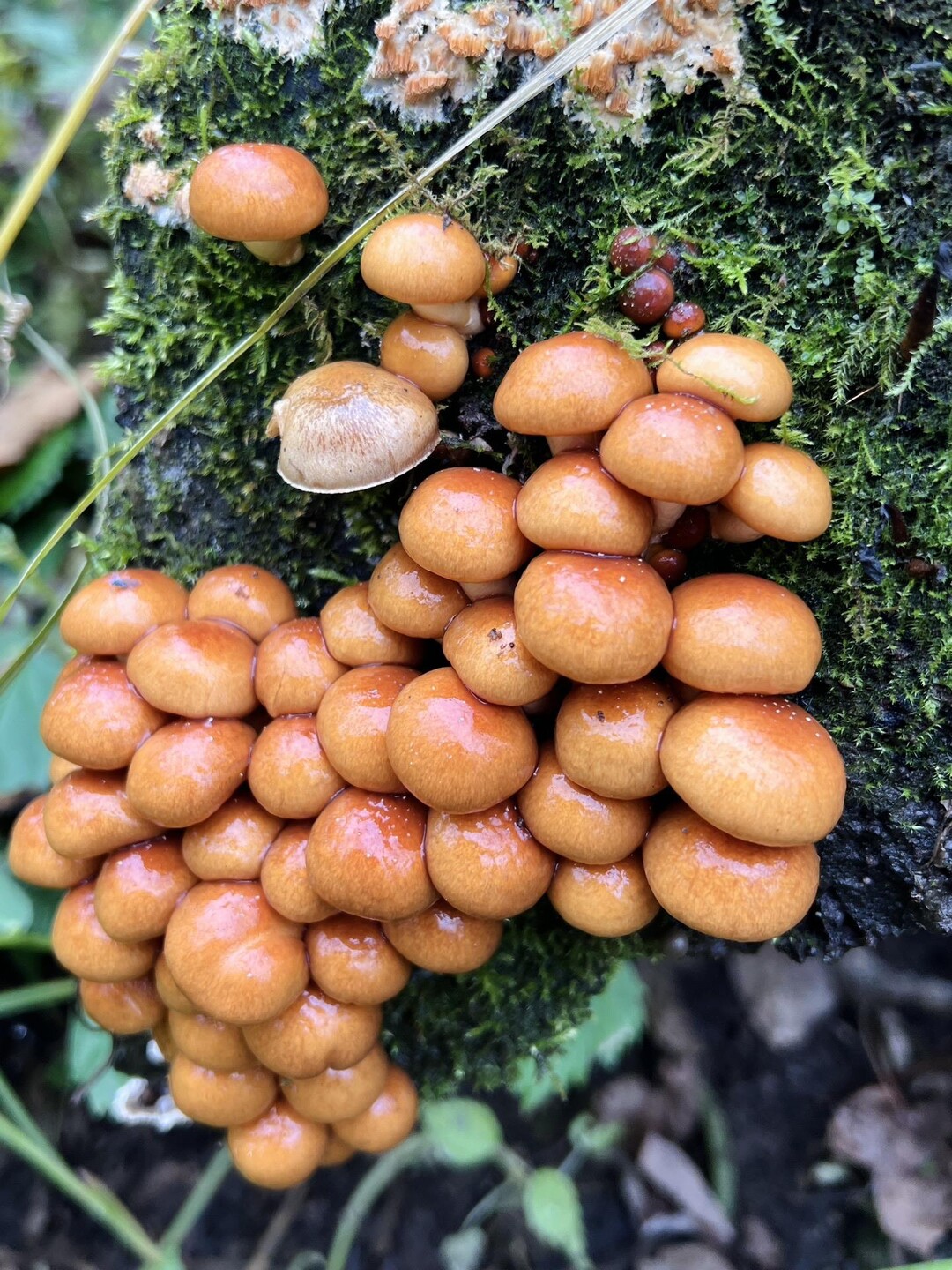 10/31 またまた綺麗な【ナメコ】発見... / FUM!さんのモーメント | YAMAP / ヤマップ