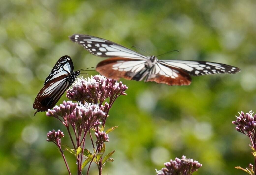 嶽山 R5-47 / Zatoさんの嶽山・若山・四熊ヶ岳の活動データ | YAMAP / ヤマップ