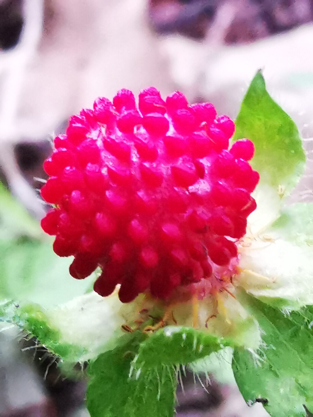 いつもの三郷山 '22/5/9 ☁ ... / はちとらさんのモーメント | YAMAP / ヤマップ