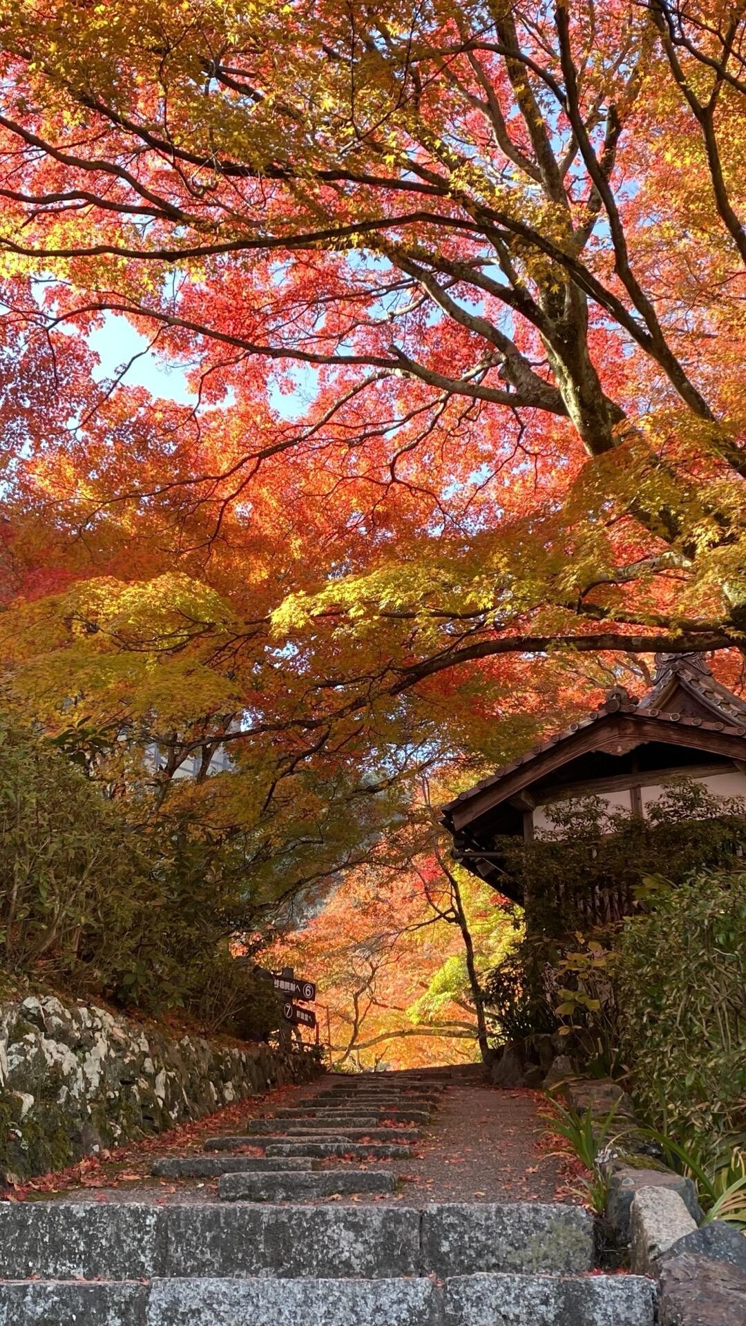 紅葉の善峯寺からの〜ポンポン山・釈迦岳・大沢山（テラス） / ぜんまる兄さんさんのポンポン山・釈迦岳・小塩山・若山の活動データ | YAMAP / ヤマップ