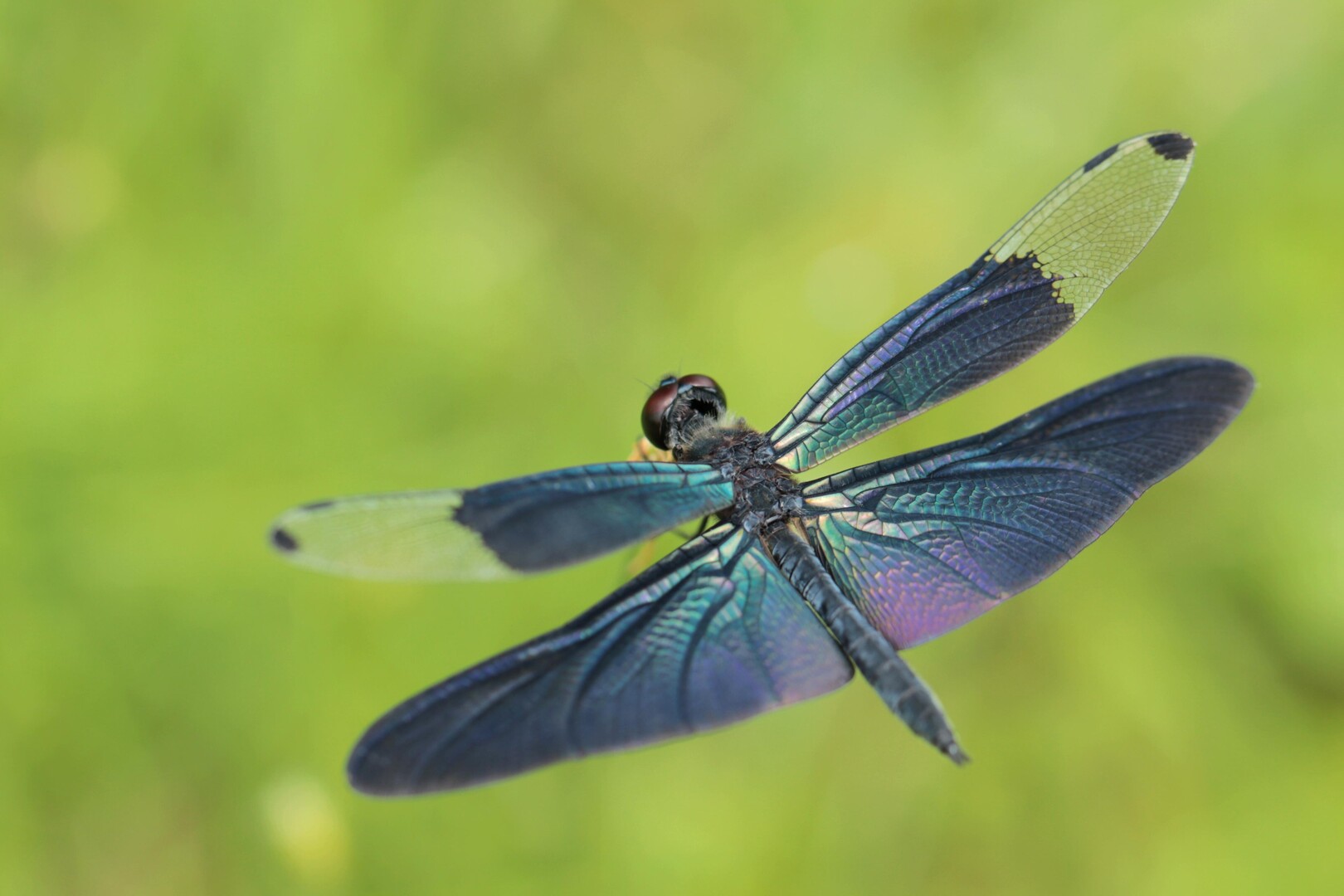 きらら浜自然観察公園 - 紺青色に輝くトンボ / R1さんのウォーキングの活動日記 | YAMAP / ヤマップ