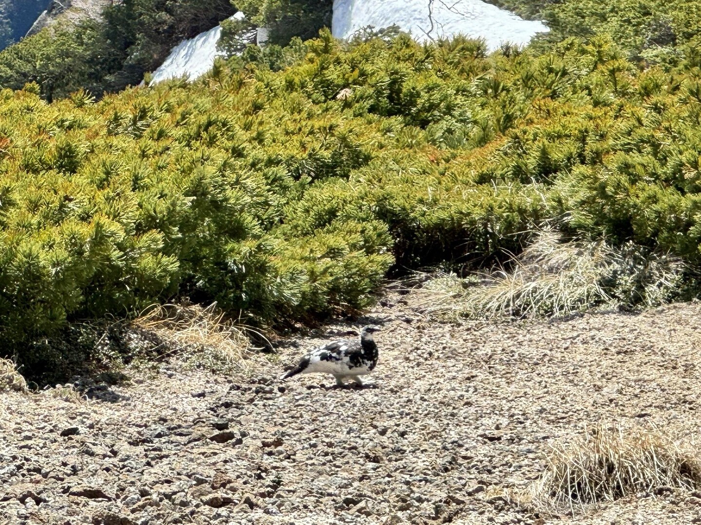 燕岳 / Sa_kkiyさんの燕岳・餓鬼岳・唐沢岳の活動日記 | YAMAP / ヤマップ