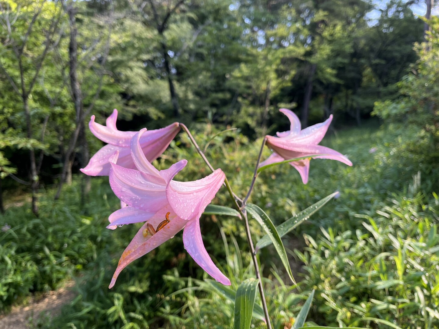 二上山 / yomshtさんの金剛山・二上山・大和葛城山の活動データ | YAMAP / ヤマップ