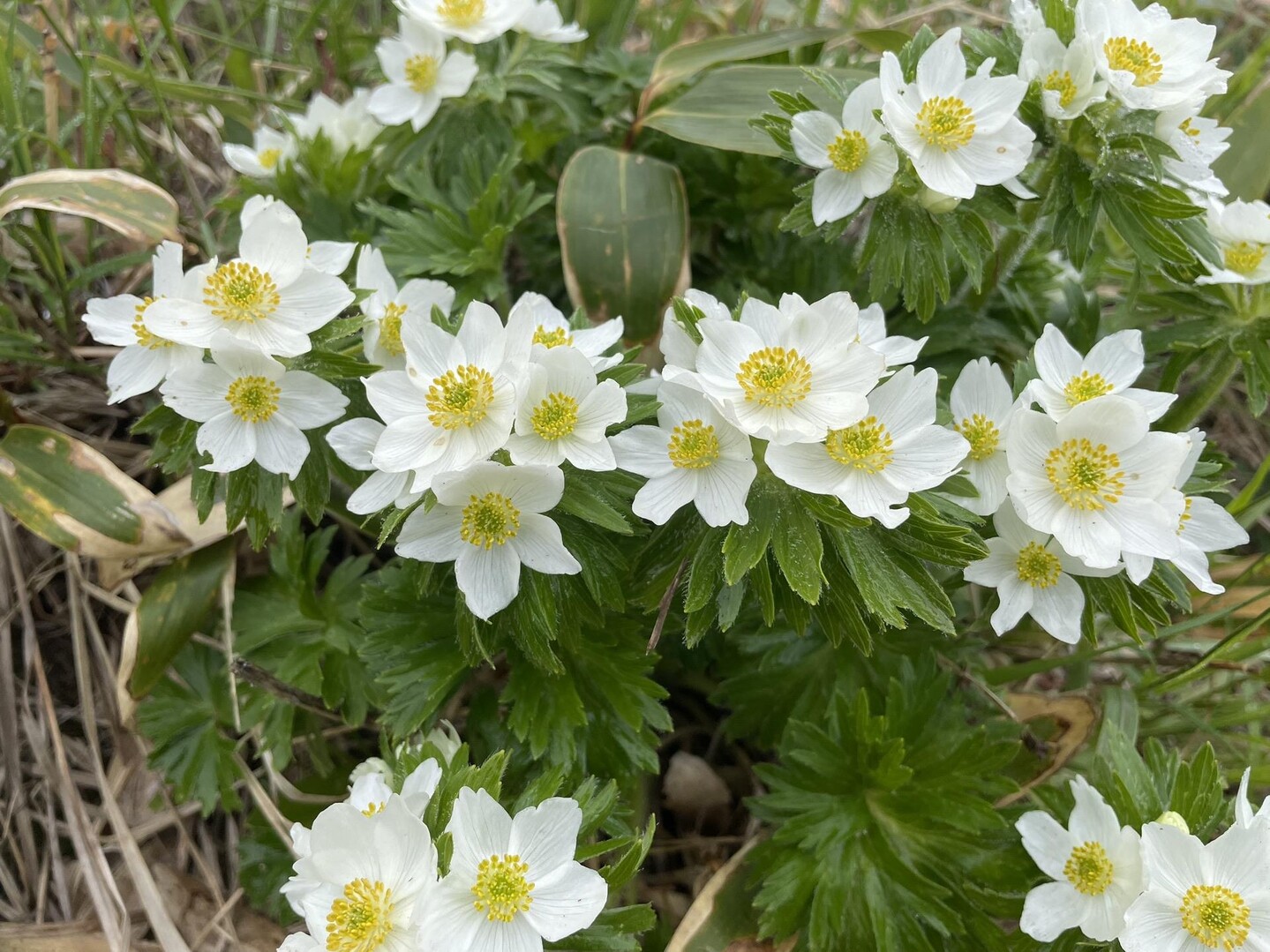 松手山・平標山・前仙ノ倉山・仙ノ倉山 / Natsuさんの仙ノ倉山・平標山・大源太山の活動日記 | YAMAP / ヤマップ