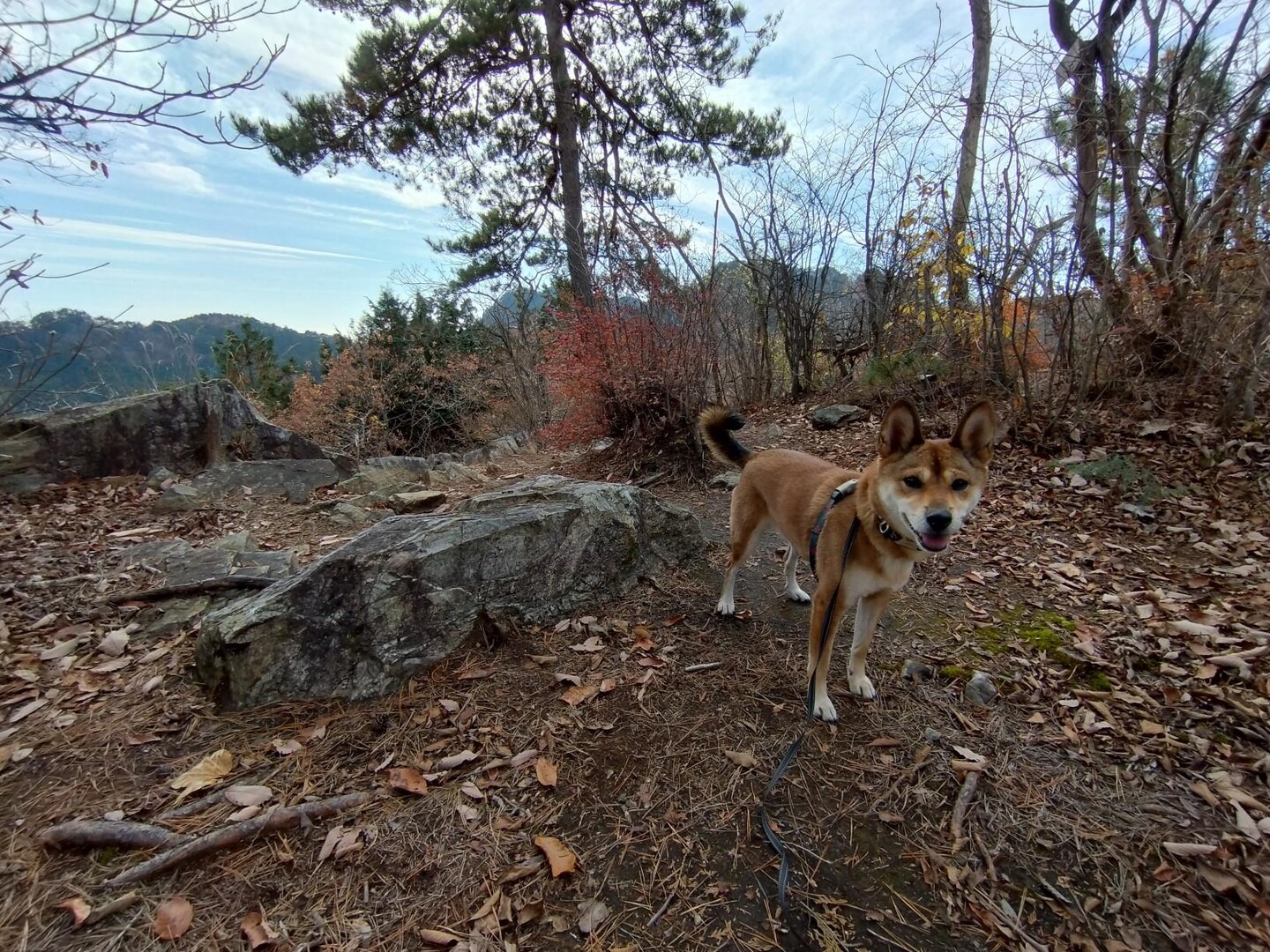 ココさんぽ。長倉山・三角山・540P・斑根石山・古賀志山・御嶽山 / ココた。さんの古賀志山・赤岩山・鞍掛山・男抱山・半蔵山の活動データ | YAMAP / ヤマップ