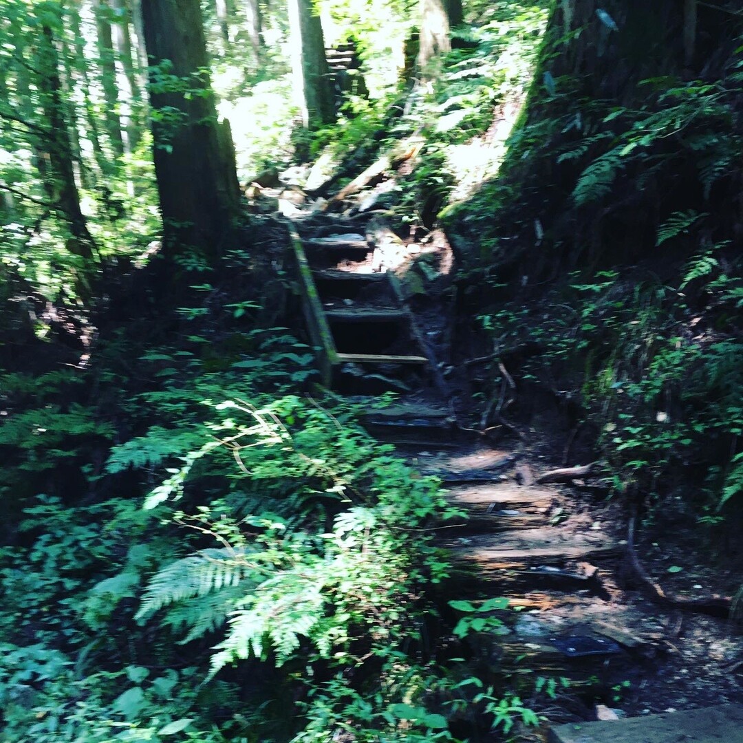 金剛山 / Kazueさんの金剛山・二上山・大和葛城山の活動日記 | YAMAP / ヤマップ