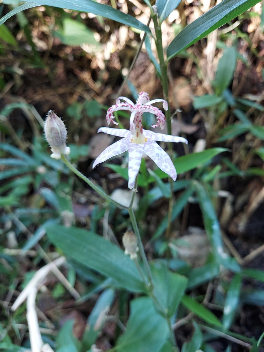 二上山（雄岳）・二上山（雌岳） / smileなかさんの金剛山・二上山・大和葛城山の活動データ | YAMAP / ヤマップ