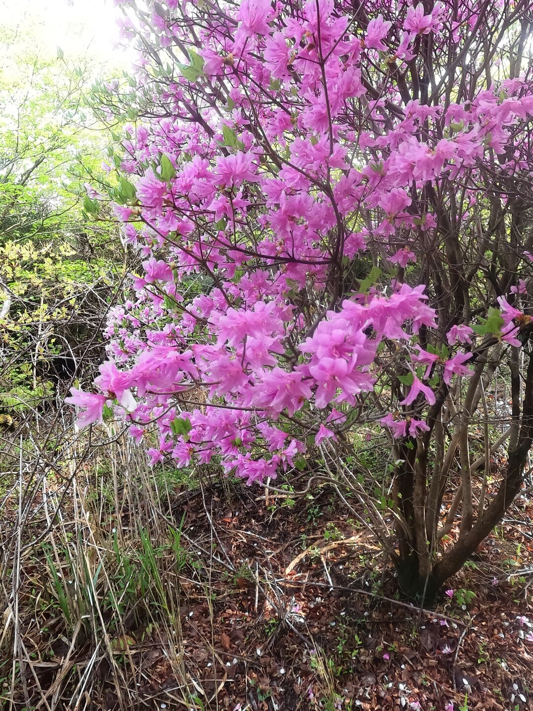 俵山にて / keikoさんのモーメント | YAMAP / ヤマップ