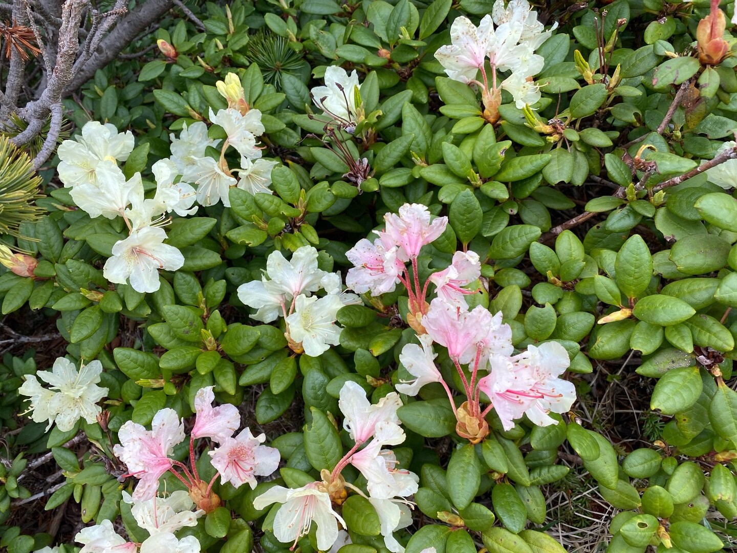 ソロっと赤岳だけにGO‼️ / きんちゃんさんの大雪山系・旭岳・トムラウシの活動データ | YAMAP / ヤマップ