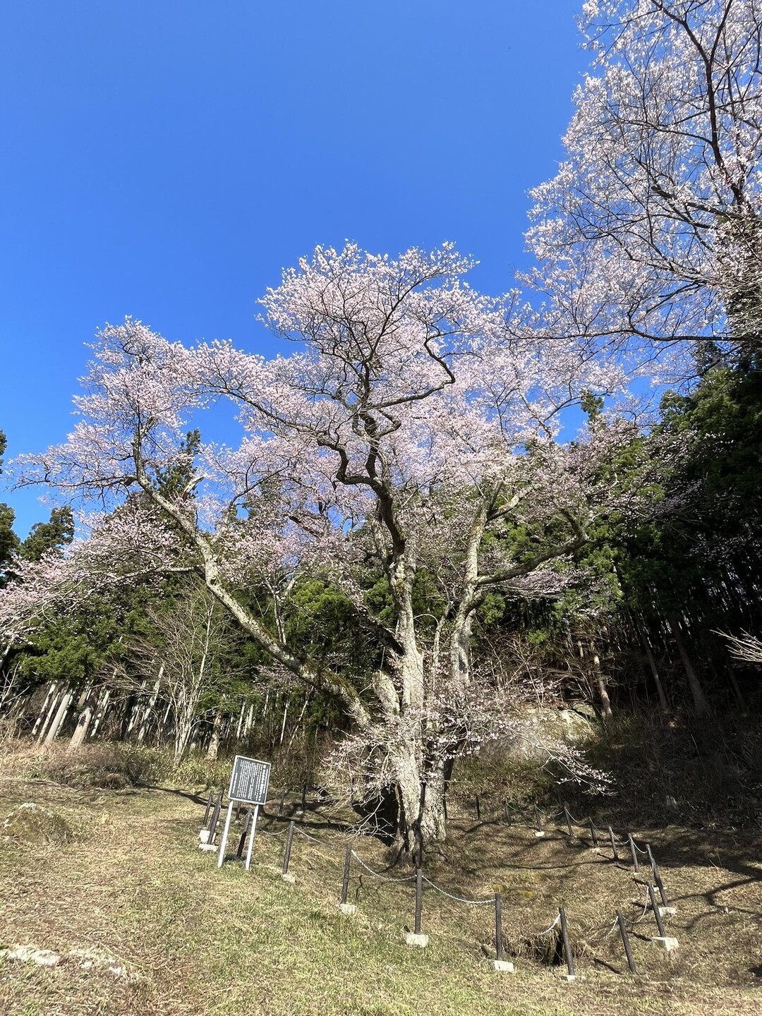 三春の春シリーズ その3 三春付近の春... / かっぺ ^_^さんのモーメント | YAMAP / ヤマップ