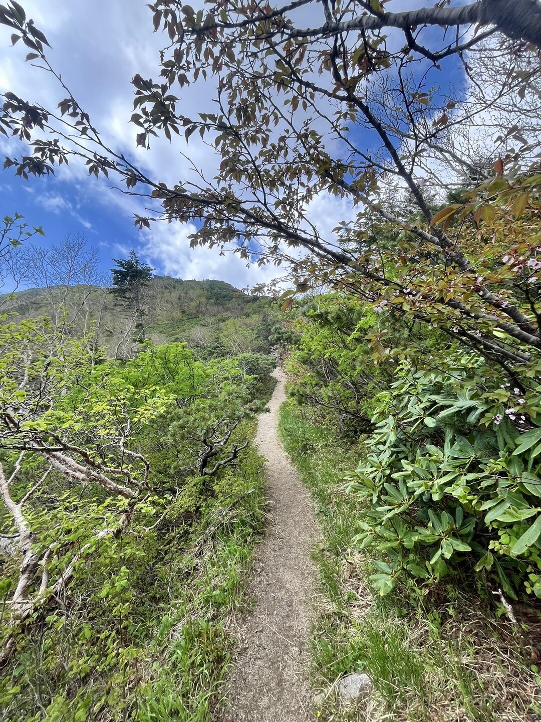 将棊頭山 / YSKさんの木曽駒ヶ岳・空木岳・越百山の活動データ | YAMAP / ヤマップ