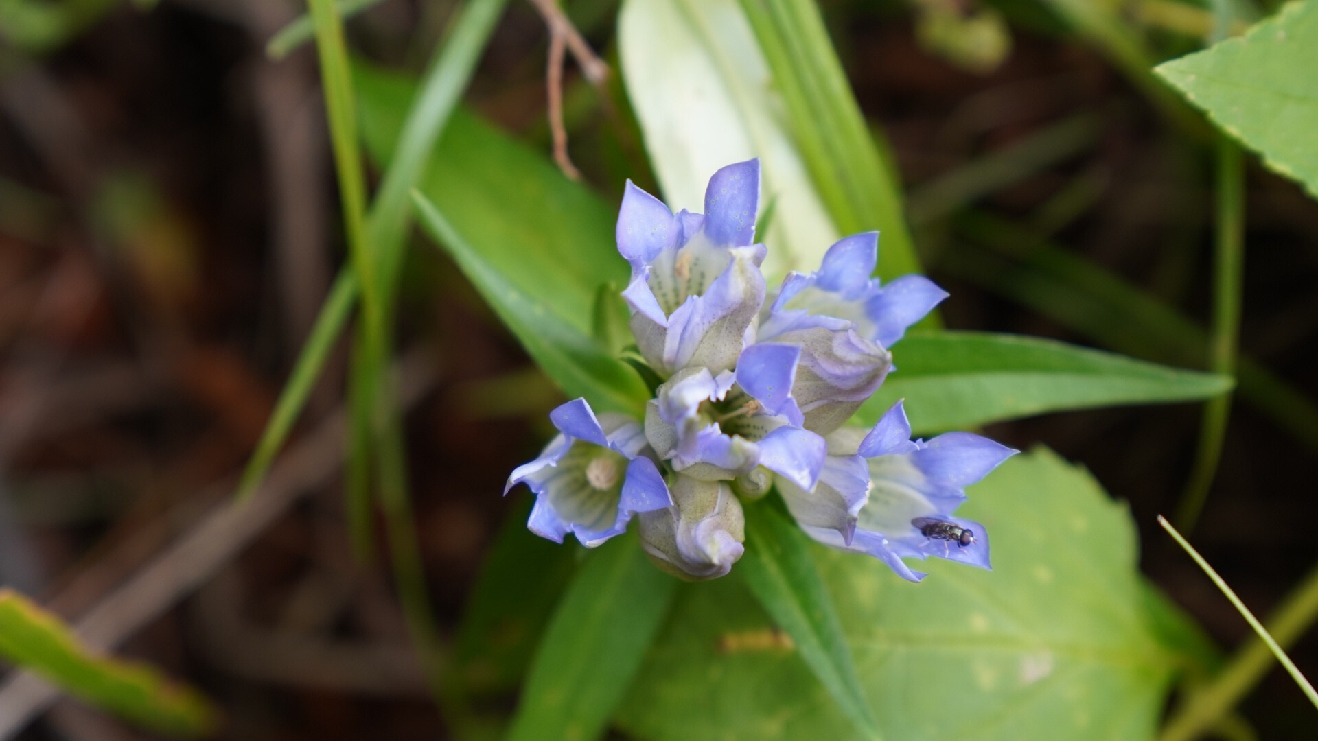 秋の戦場ヶ原と小田代ヶ原 / クボリン 1123226さんの男体山の活動データ | YAMAP / ヤマップ