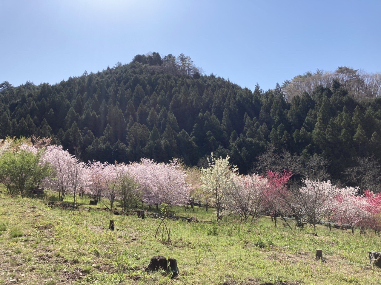 四国遍路-区切り17日目 / Aokatiさんのウォーキングの活動データ | YAMAP / ヤマップ