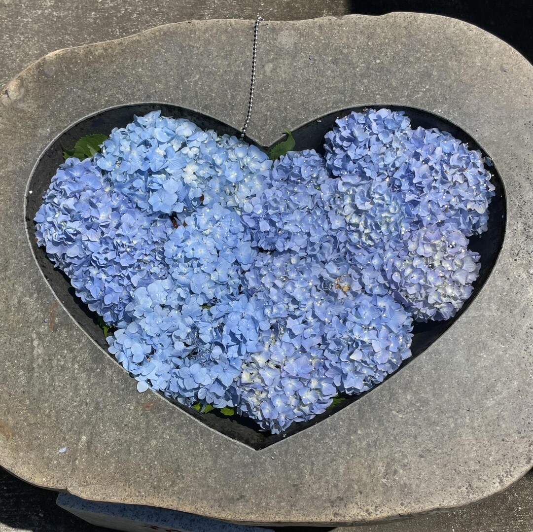 紫陽花の季節 / CHIEsさんのモーメント | YAMAP / ヤマップ