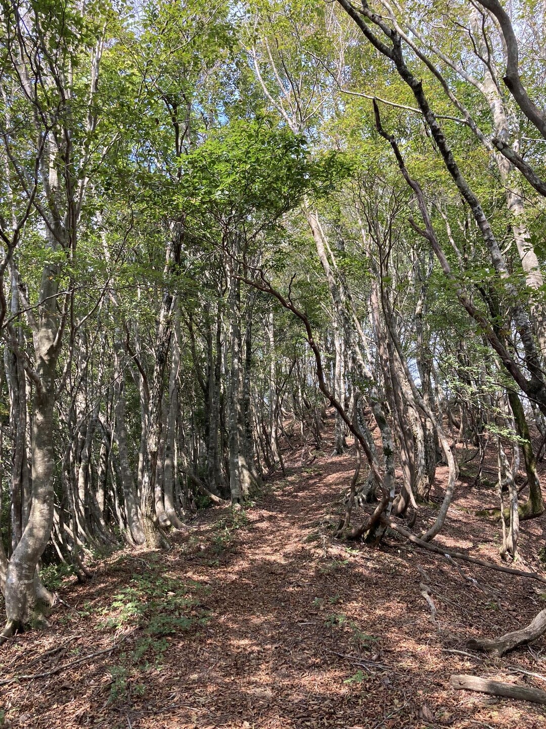 八ヶ峰 / enさんの八ヶ峰の活動データ | YAMAP / ヤマップ