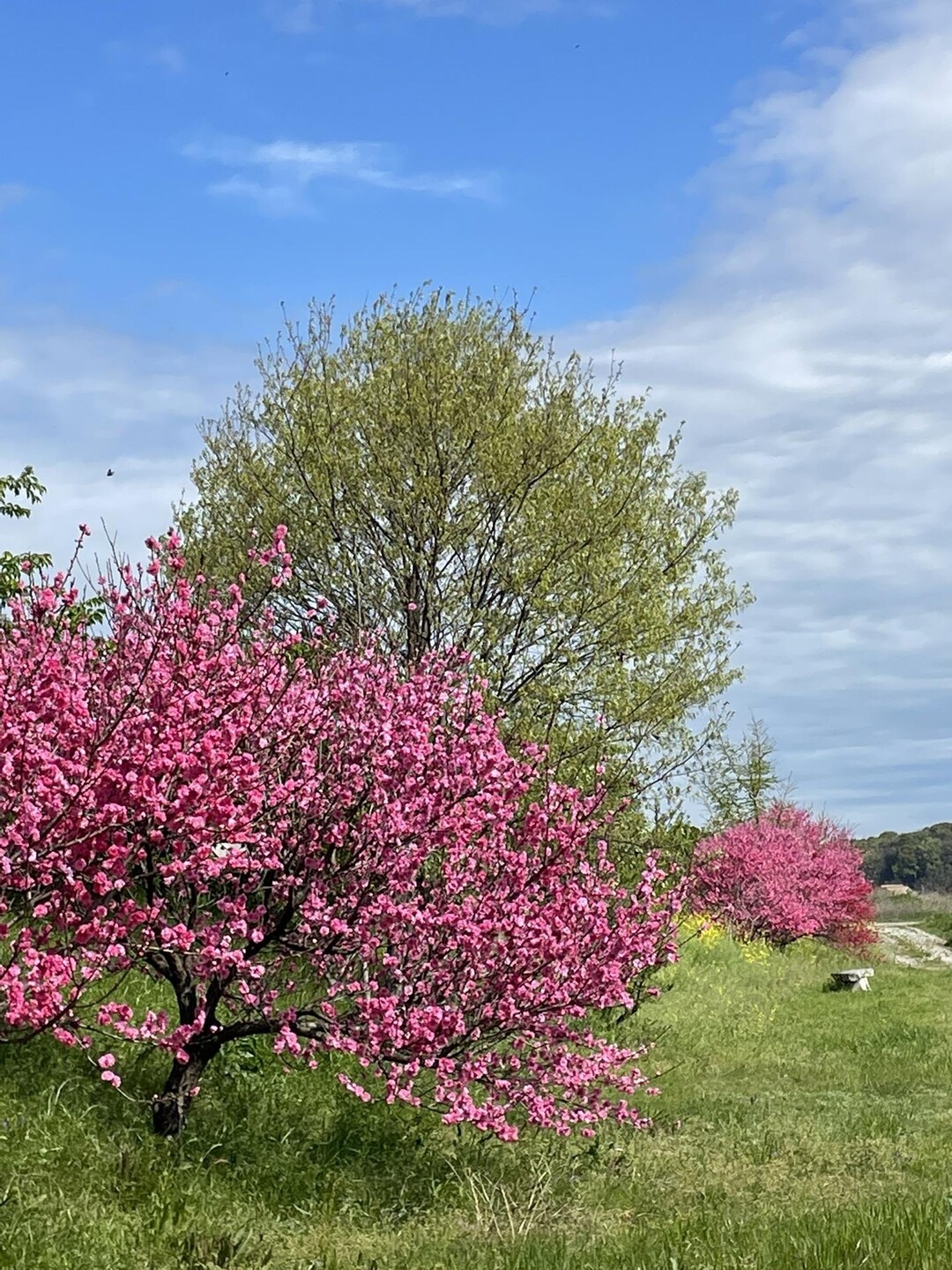 大野原町🌸〜 一ノ谷池親水公園 / Rei.hさんのウォーキングの活動データ | YAMAP / ヤマップ