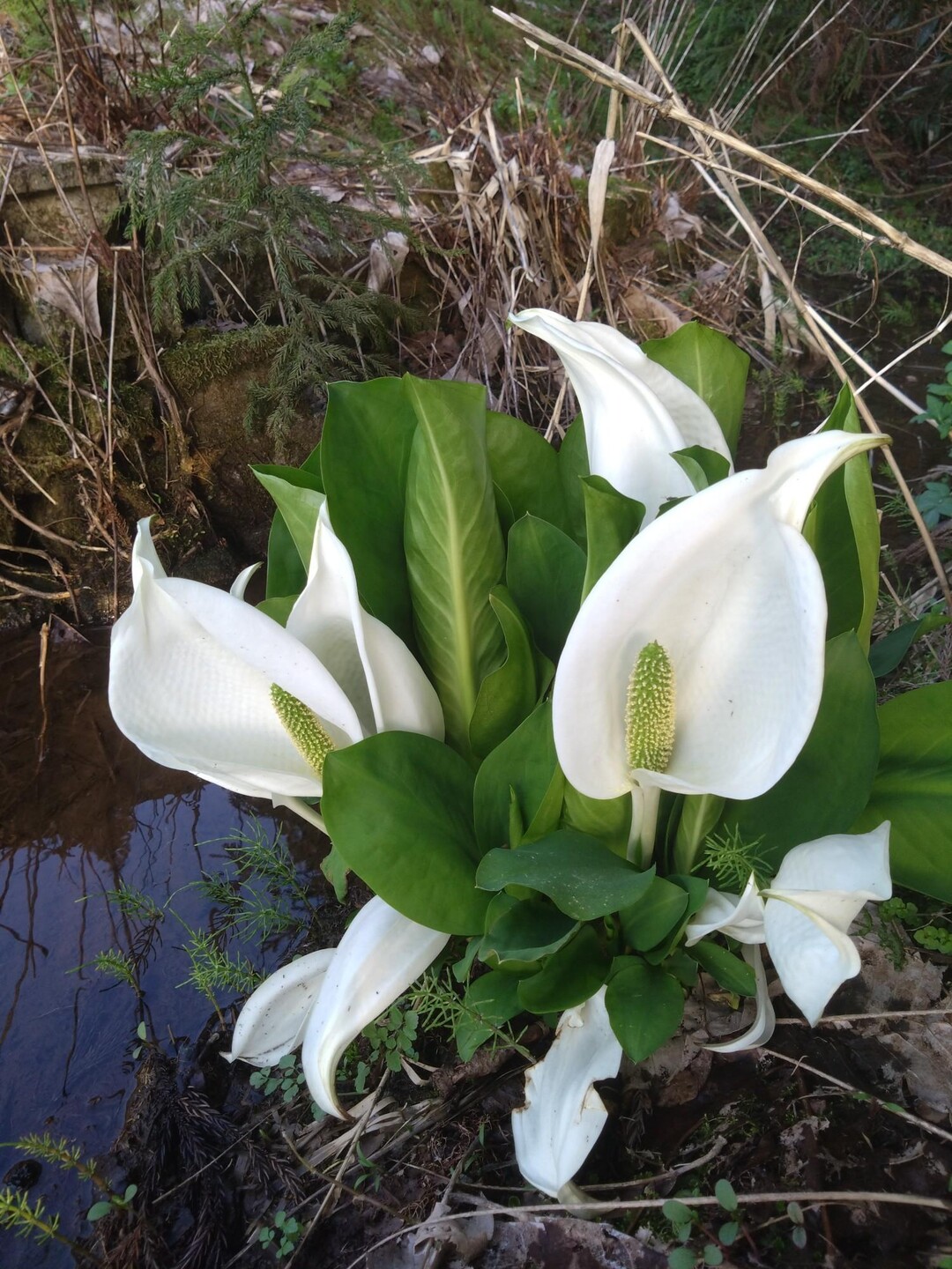 六万騎山から初長森山へ / mihoさんの越後駒ヶ岳・八海山・荒沢岳の活動データ | YAMAP / ヤマップ