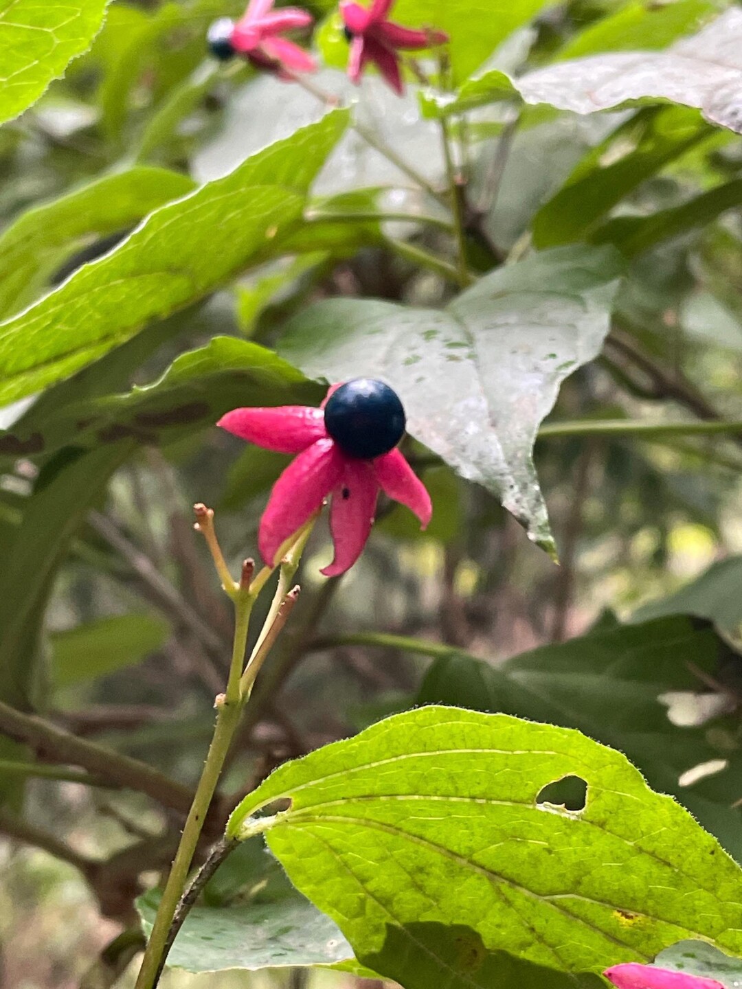 烏帽子岩→戸谷峰周回🍁 / sayoさんの三才山・戸谷峰の活動データ | YAMAP / ヤマップ