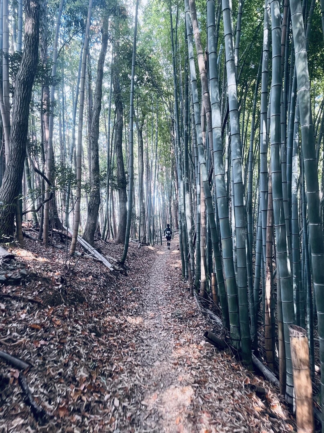 完走 トレニックワールドおごせときがわ30km⛰🦌 / 鹿さんの関八州見晴台の活動データ | YAMAP / ヤマップ