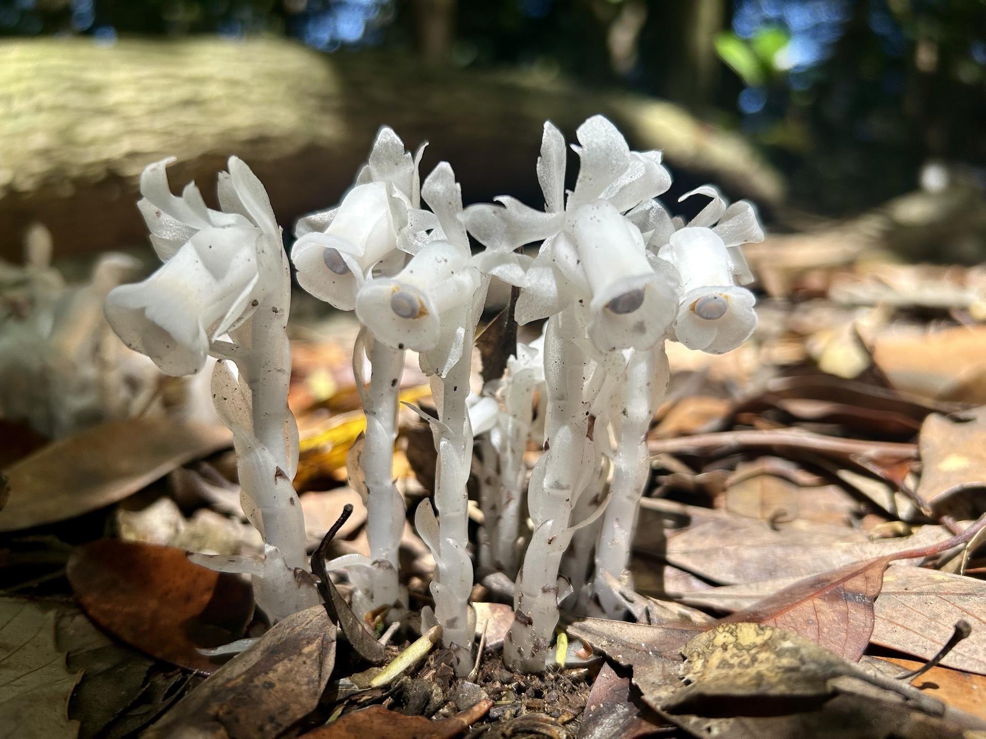 快晴の中☀️三重嶽・二重嶽・一重嶽へ / Chiekoさんの三重嶽・花尾山の活動データ | YAMAP / ヤマップ