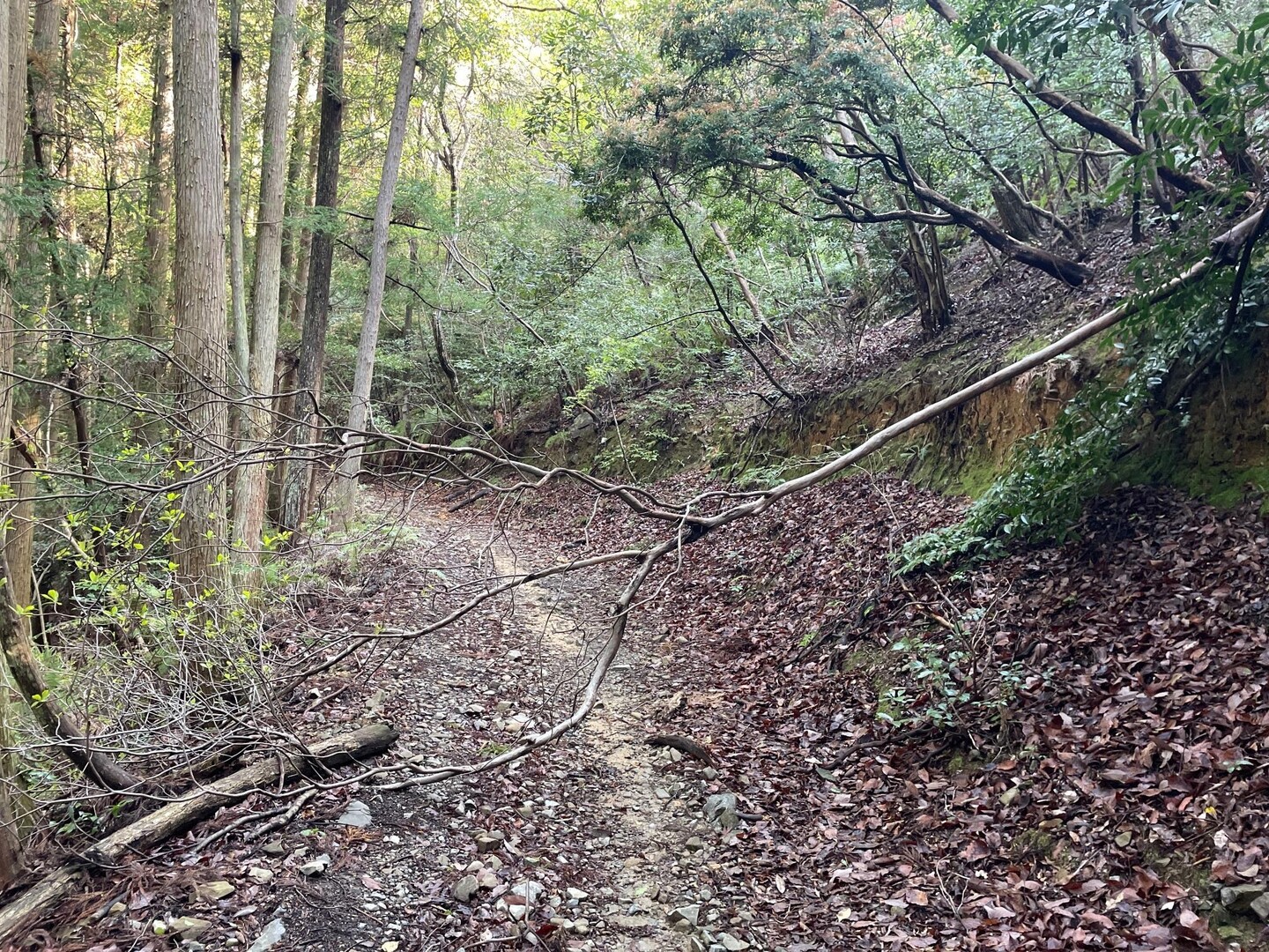 megumi#23さんの投稿したフィールドメモ | YAMAP / ヤマップ