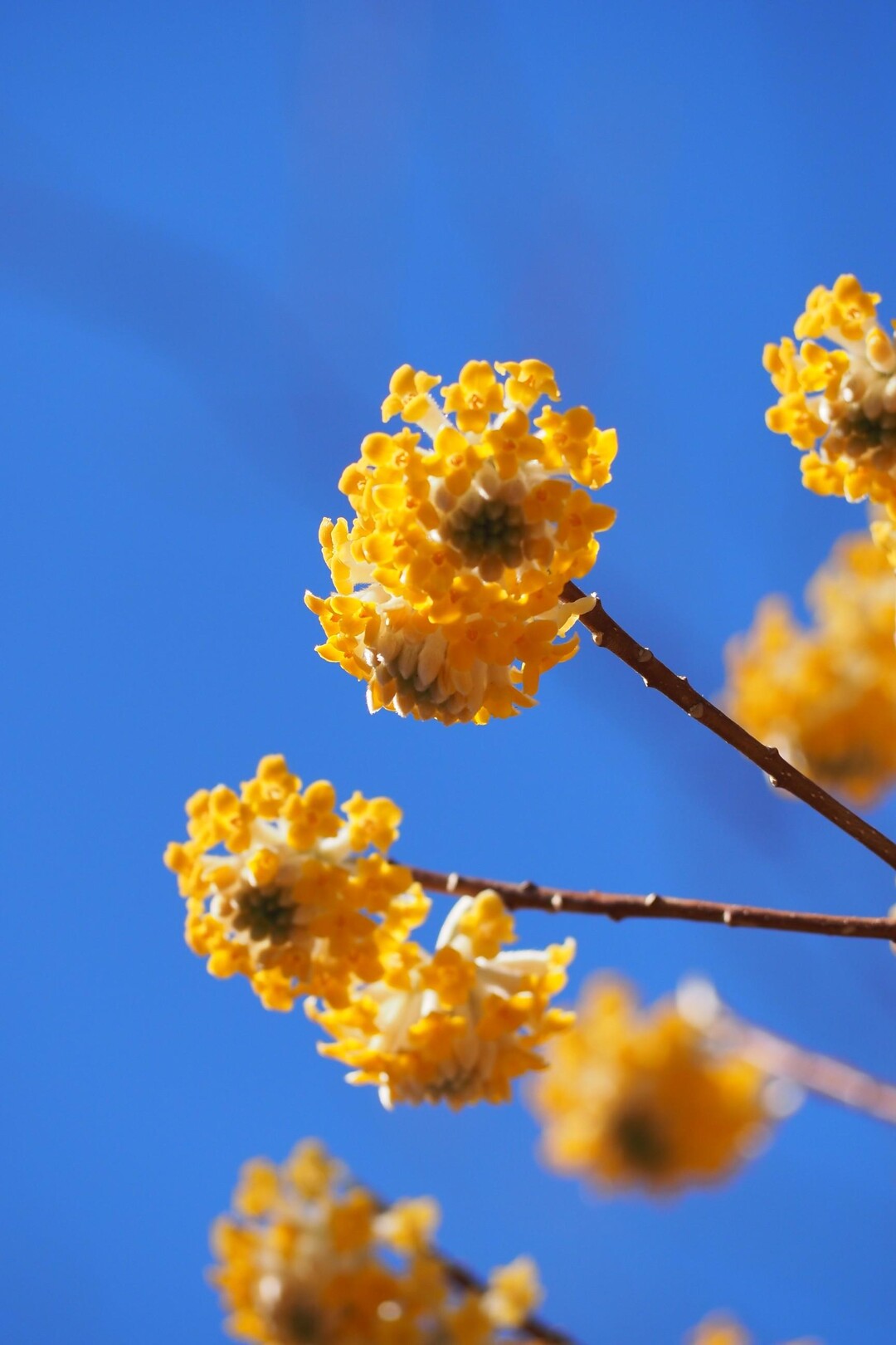 大山 / Ke-iさんの大山の活動データ | YAMAP / ヤマップ