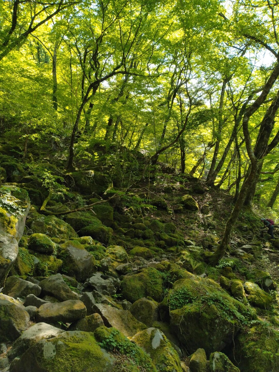 🌸Mt.Amagisan(Mt.Banjirodake & Mt.Banzadurodake )⚡ / 🌸Springthunders⚡さんの天城山・鉢ノ山・三筋山の活動データ | YAMAP ...
