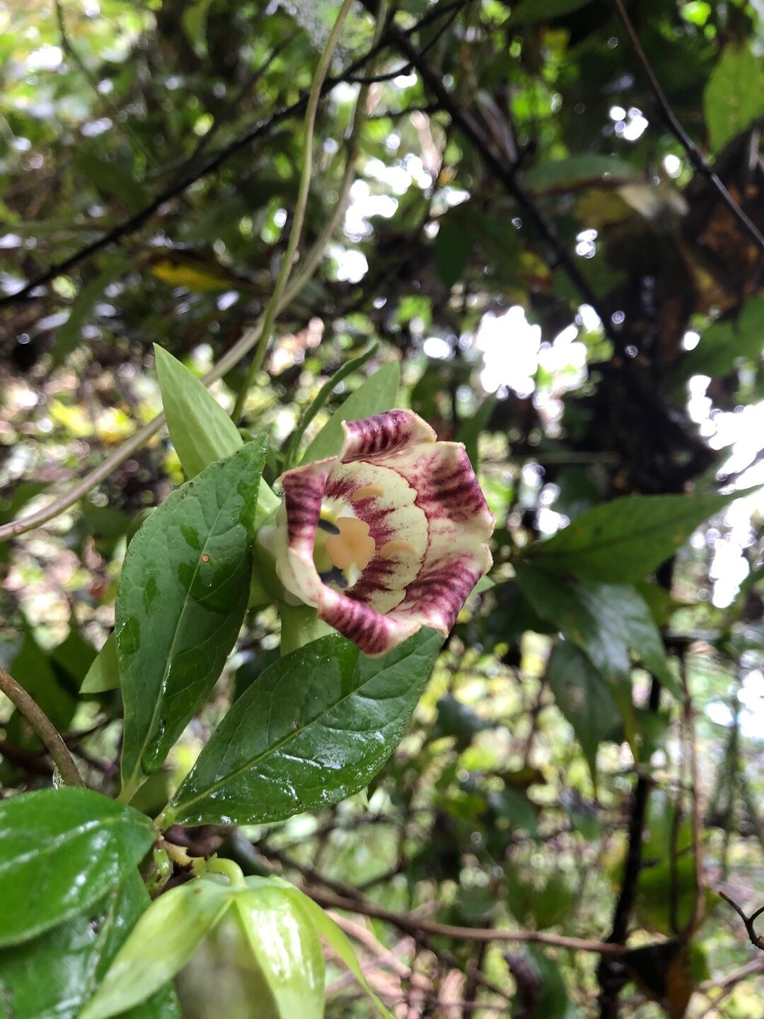 彦岳 / ☆yu-ka☆さんの天山の活動データ | YAMAP / ヤマップ