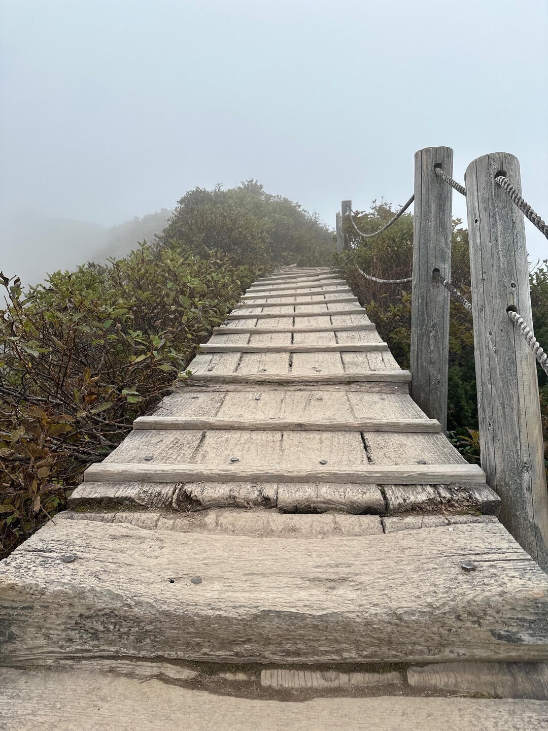 大山 2023-10-14 / くま2000さんの大山・甲ヶ山・野田ヶ山の活動データ | YAMAP / ヤマップ