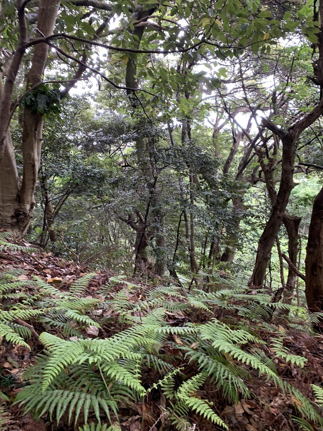 愛宕山 / Ritsukoさんの湊山の活動データ | YAMAP / ヤマップ