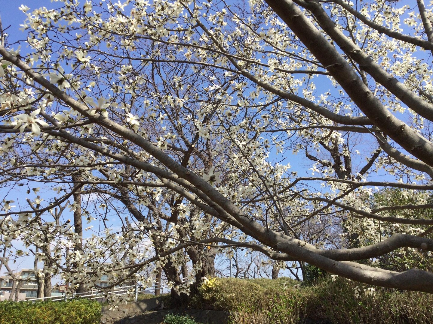 横浜市 北エリア-2023-03-15 / mickeyさんの横浜市 北エリアの活動データ | YAMAP / ヤマップ