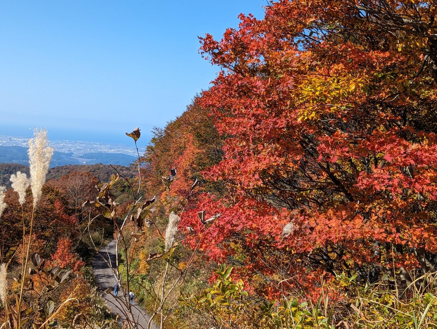 紅葉🍁最高潮⤴️-2023-11-01 / kaiさんのウォーキングの活動データ | YAMAP / ヤマップ