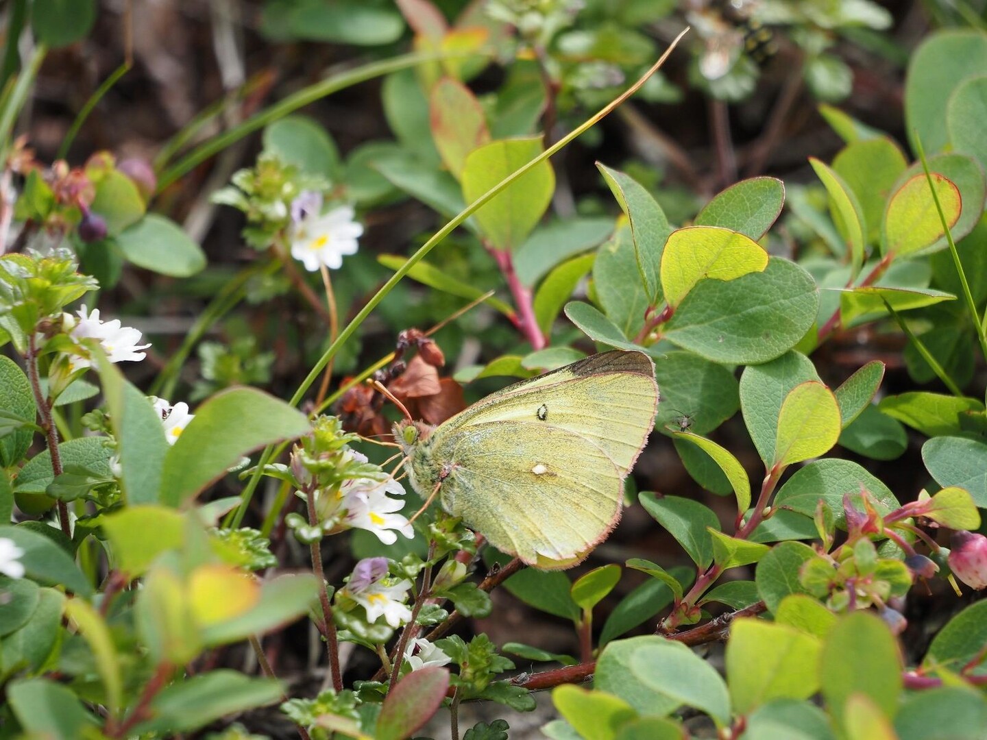 ことし、一番高い所で撮影した蝶はこちらな... / JICKさんのモーメント | YAMAP / ヤマップ