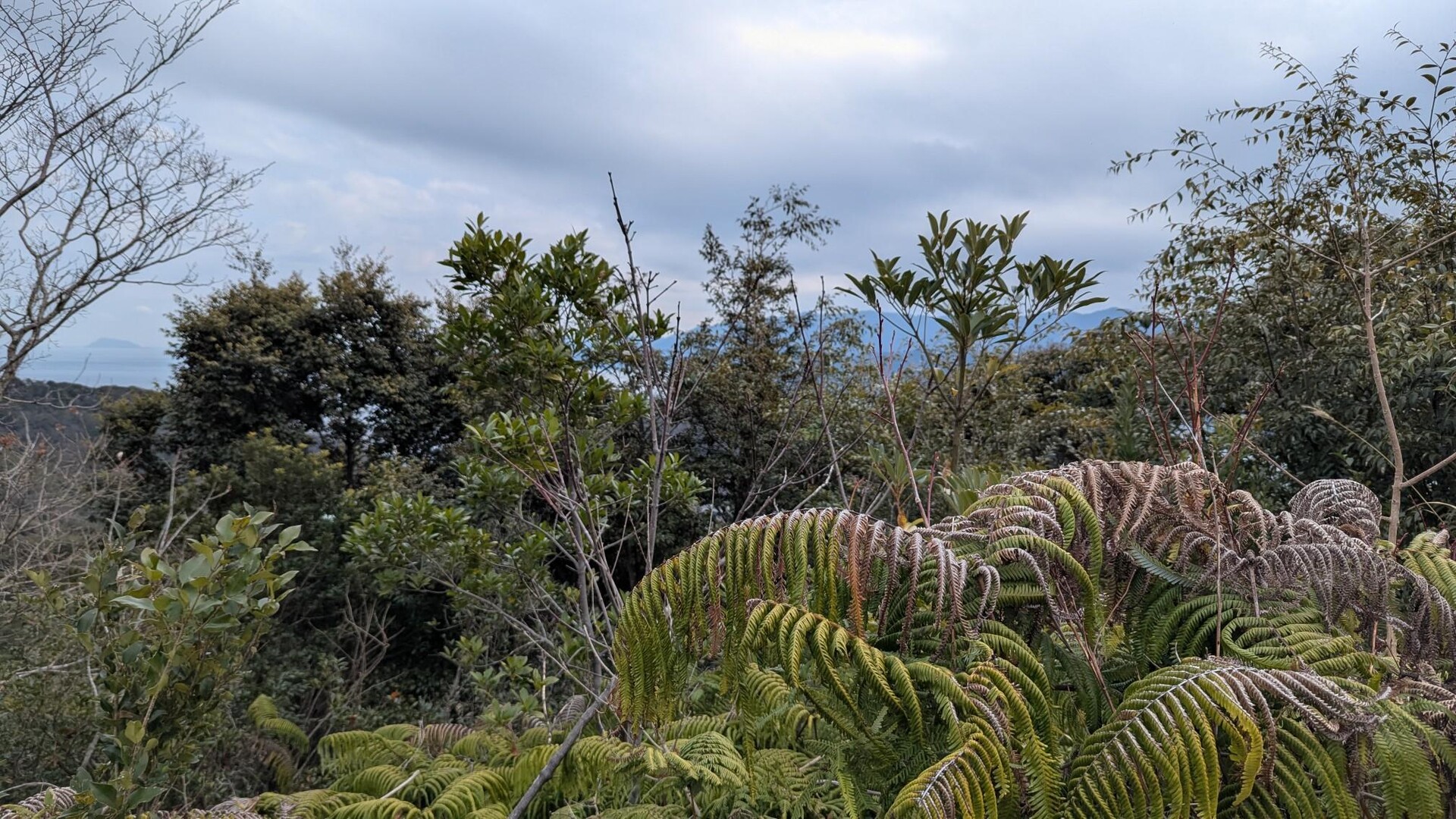 ゆるっと低山：臼杵 龍王山→三角台 / G-Threeさんの鎮南山の活動データ | YAMAP / ヤマップ