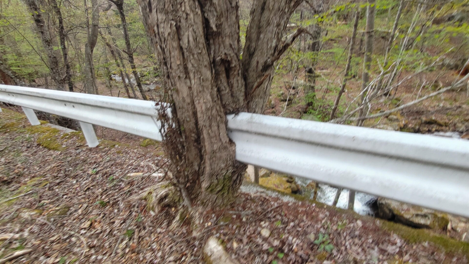 今年初の渓流釣り 林道脇の呑み込まれたガ... / kazu-haさんのモーメント | YAMAP / ヤマップ