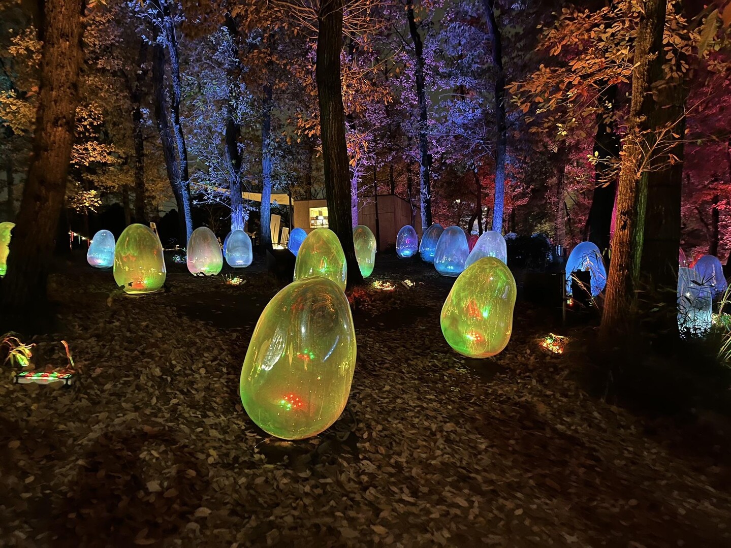 東所沢に棲息するつやつやのどんぐり群 と... / samiさんのモーメント | YAMAP / ヤマップ