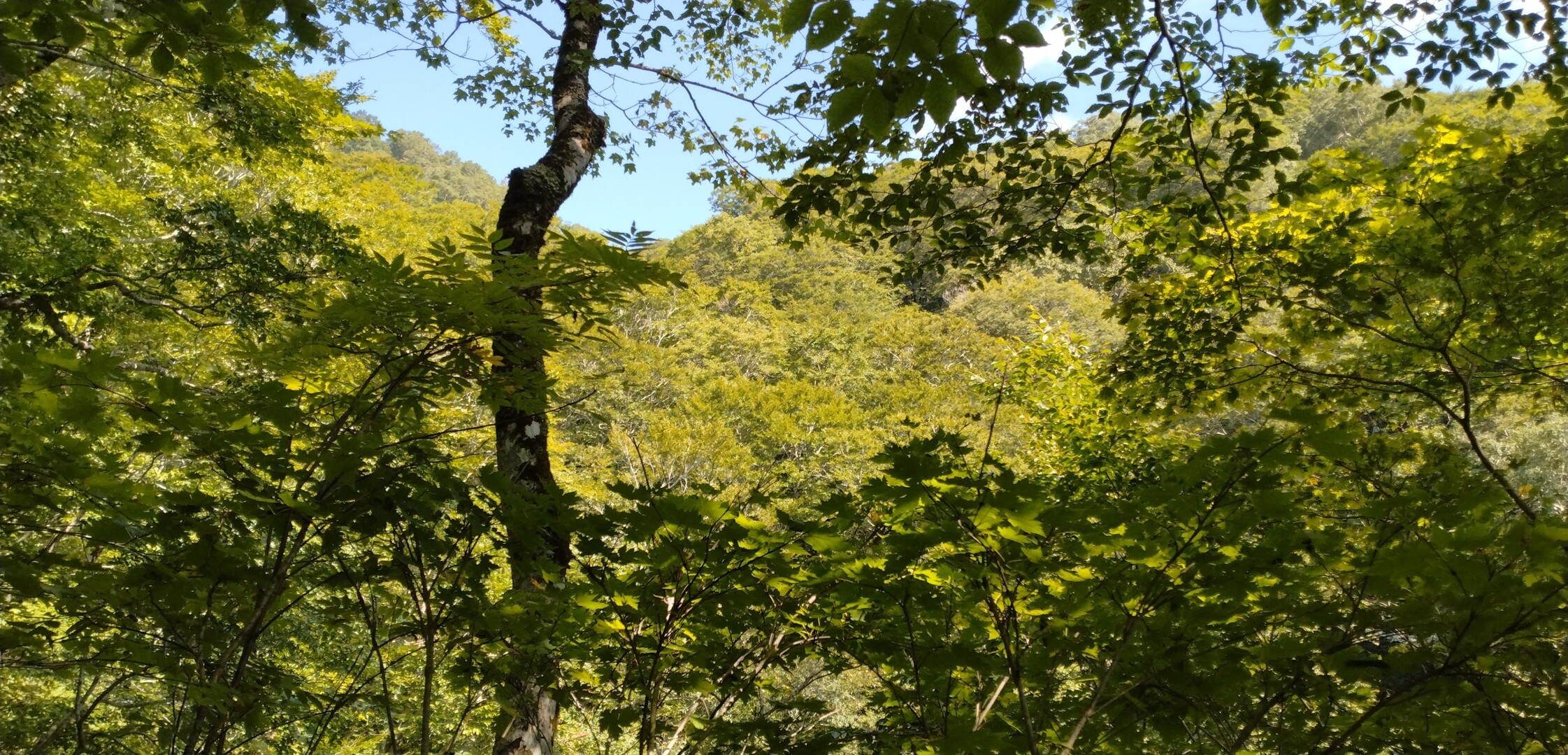 白泉岳 登山道整備③R5.9.3 / nishiyanさんのヤンカ山・白水岳・冷水岳の活動データ | YAMAP / ヤマップ