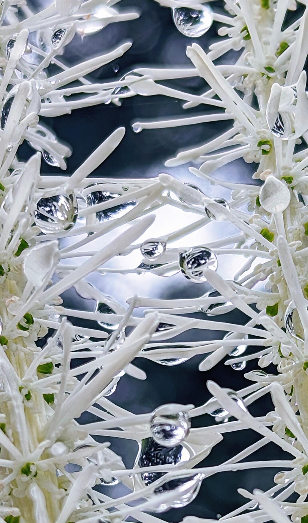 ドライブスルーップ🚙 / H.Lily(花ちゃん)さんの大分市の活動データ | YAMAP / ヤマップ