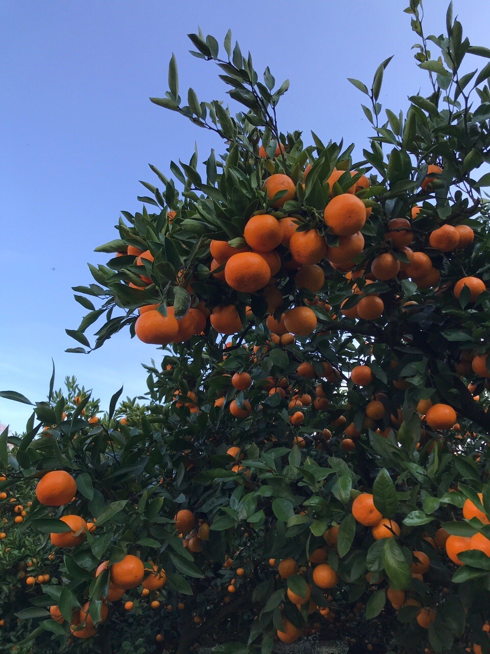 みかん狩り-2021-11-19 / samさんのヤマノススメ巡礼マップ（筑波山）の活動データ | YAMAP / ヤマップ