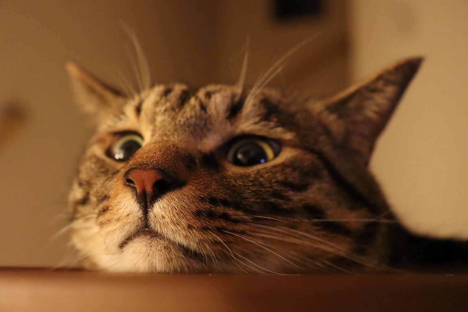 山関係無いけど需要あるみたいなので🐈‍... / Neko darake さんのモーメント | YAMAP / ヤマップ