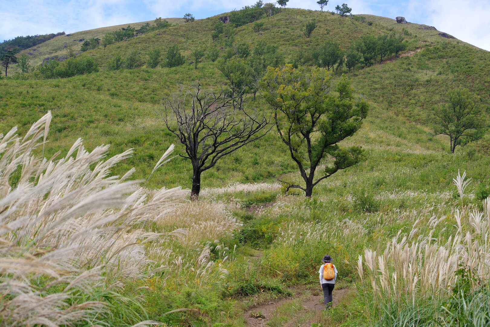雨上がり 深入山🎵 / koroさんの深入山の活動データ | YAMAP / ヤマップ