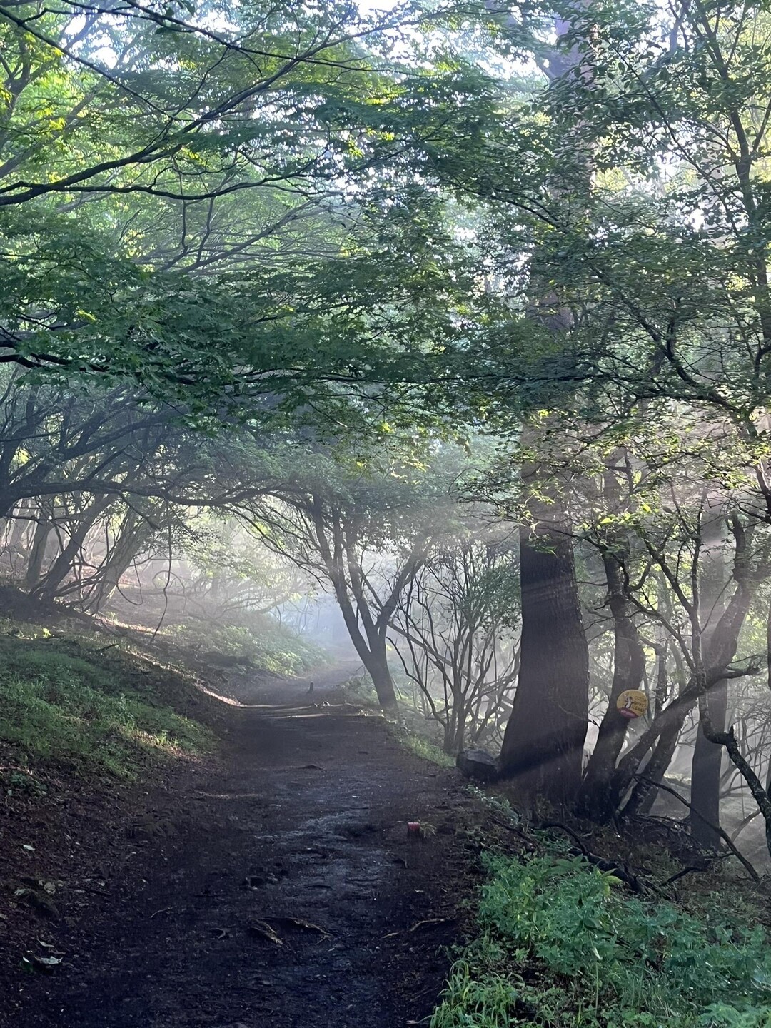 丹沢山 / kikuさんの塔ノ岳・丹沢山・蛭ヶ岳の活動データ | YAMAP / ヤマップ