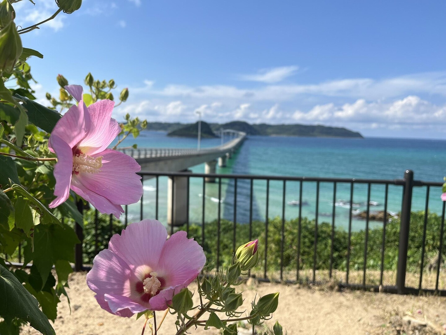 3泊4日🌺山口県一周🐡🍶 / よこたんさんの観光の活動データ | YAMAP / ヤマップ