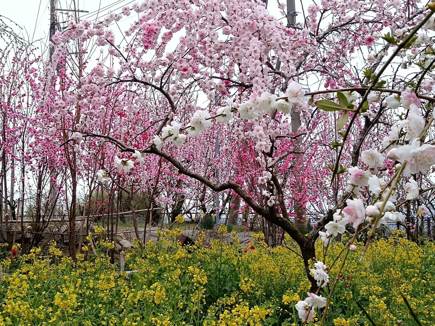 蜂城山etc【桃源郷🌸サクラ大戦】 / やすさんの甲州高尾山・宮宕山・源次郎岳の活動データ | YAMAP / ヤマップ