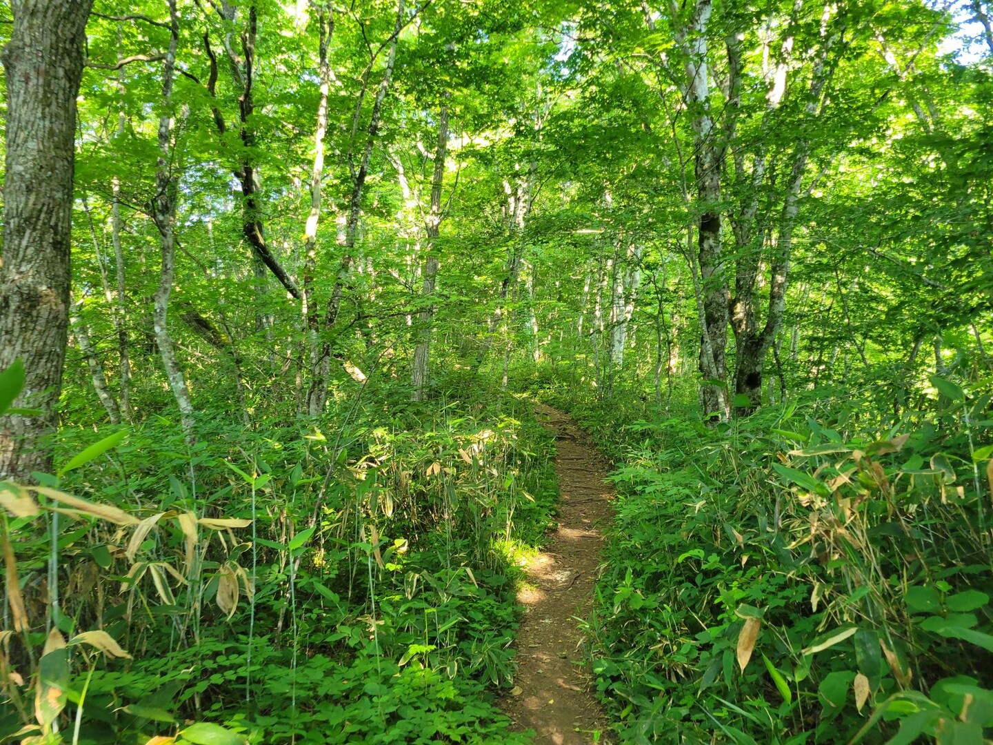 志和三山縦走 / takeさんの南昌山・東根山・箱ヶ森の活動データ | YAMAP / ヤマップ