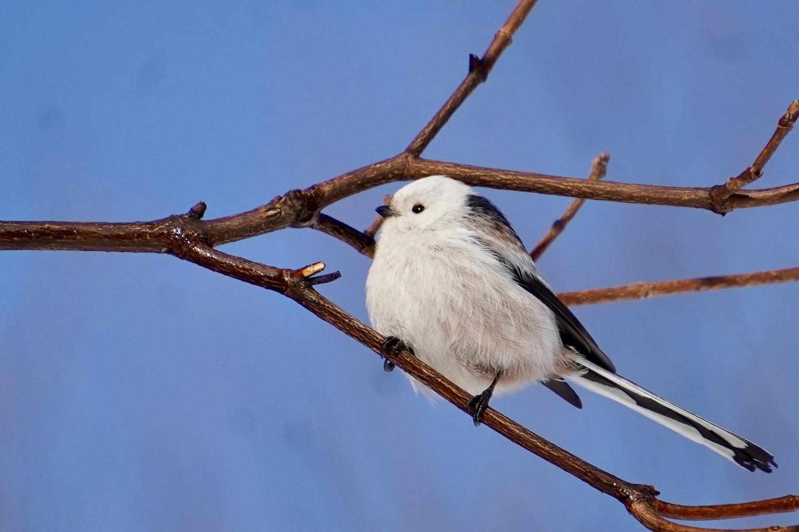 2月10日(土)シマエナガ🐦🥰 青バ... / yosi＆ryoさんのモーメント | YAMAP / ヤマップ